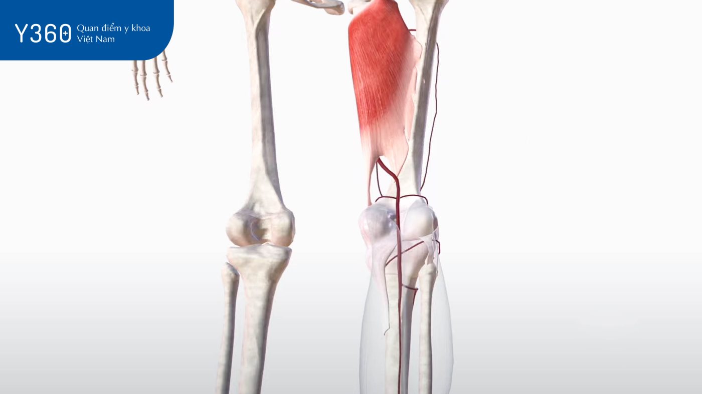 Chấn thương động mạch khoeo: Nhân một trường hợp cứu được chi nhờ cầu ...